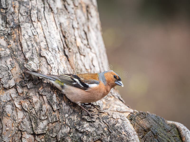 Common Chaffinch, Fringilla Coelebs, Sits on a Tree. Common Chaffinch ... Common Chaffinch, Fringilla Coelebs, Sits on a Tree. Common Chaffinch ...