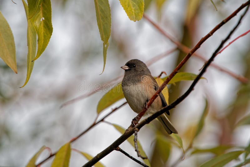 Common Chaffinch in Its Natural Habitat Stock Photo - Image of ...