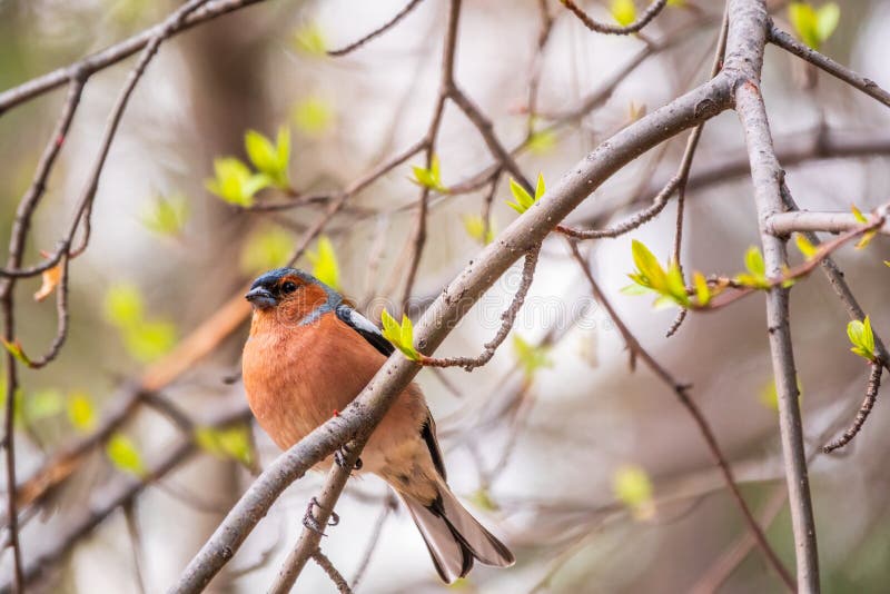 Common Chaffinch, Fringilla Coelebs, Sits on a Tree. Common Chaffinch ... Common Chaffinch, Fringilla Coelebs, Sits on a Tree. Common Chaffinch ...