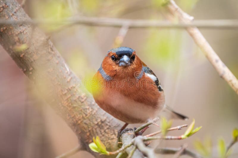 Common Chaffinch, Fringilla Coelebs, Sits on a Tree. Common Chaffinch ... Common Chaffinch, Fringilla Coelebs, Sits on a Tree. Common Chaffinch ...