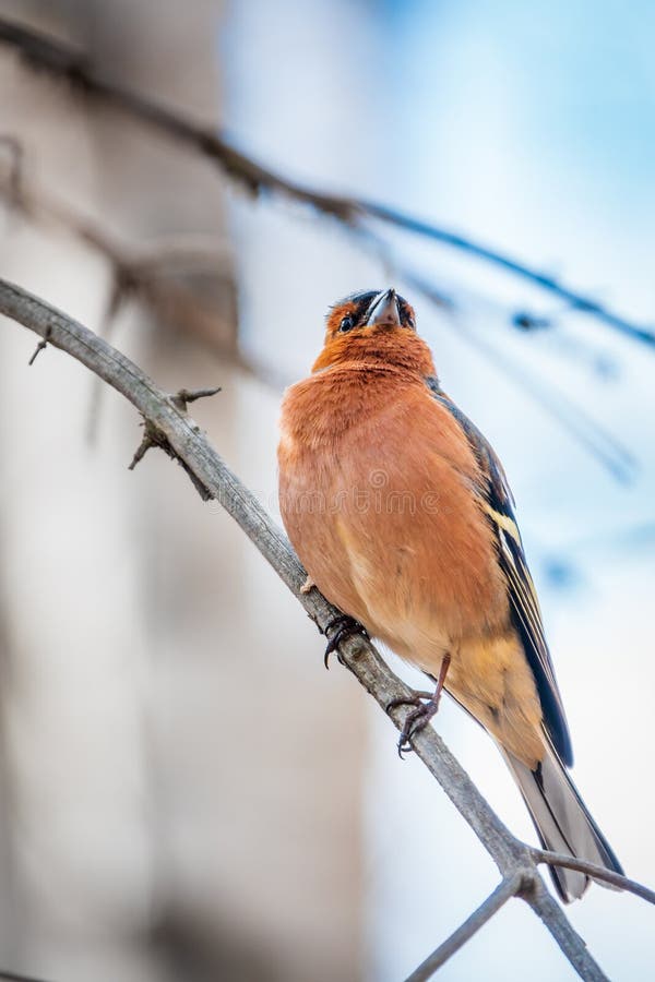 Common Chaffinch, Fringilla Coelebs, Sits on a Tree. Common Chaffinch ... Common Chaffinch, Fringilla Coelebs, Sits on a Tree. Common Chaffinch ...