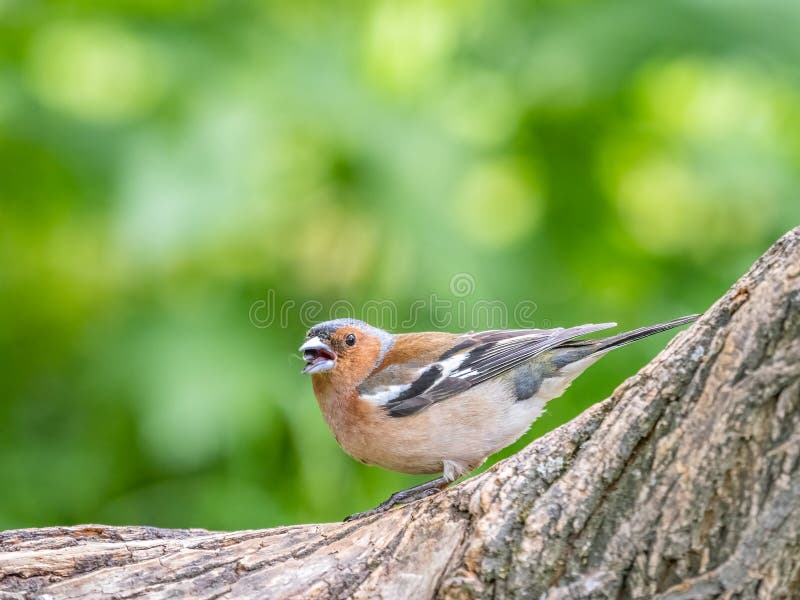 Common Chaffinch, Fringilla Coelebs, Sits on a Tree. Common Chaffinch ... Common Chaffinch, Fringilla Coelebs, Sits on a Tree. Common Chaffinch ...