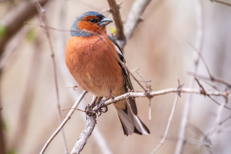 Common Chaffinch, Fringilla Coelebs, Sits on a Tree. Common Chaffinch ... Common Chaffinch, Fringilla Coelebs, Sits on a Tree. Common Chaffinch ...