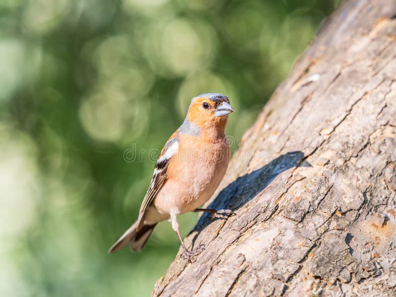 Common Chaffinch, Fringilla Coelebs, Sits on a Tree. Common Chaffinch ... Common Chaffinch, Fringilla Coelebs, Sits on a Tree. Common Chaffinch ...