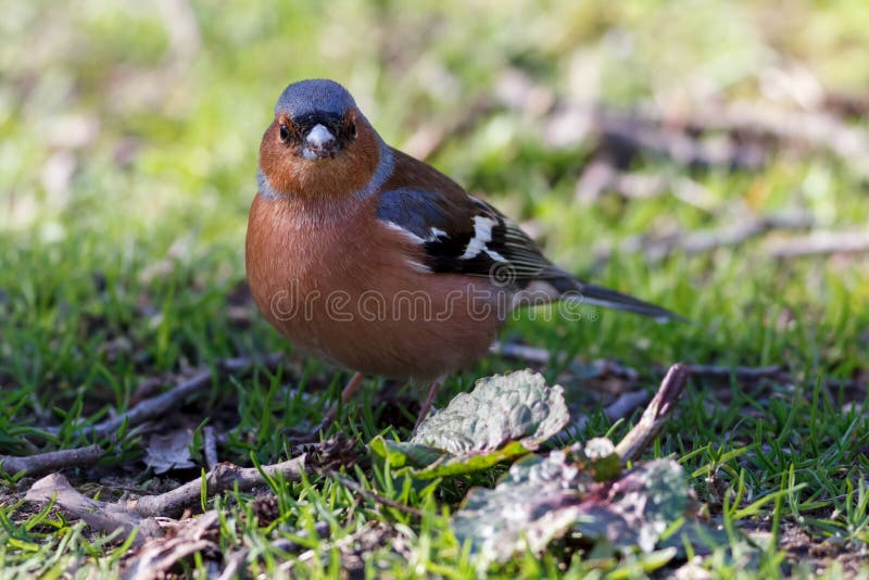 Common Chaffinch Standing in Green Grass Stock Photo - Image of looking ...