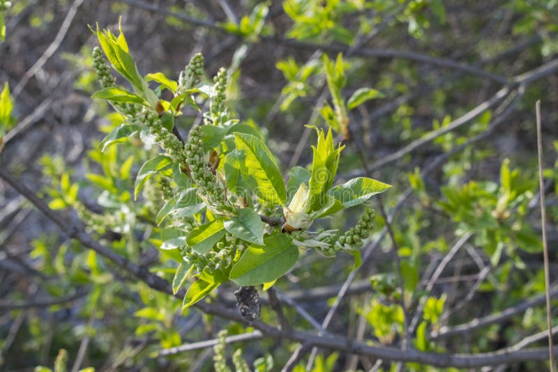 Common Cherry Buds in the Sun Stock Image - Image of shrub, decorative ...