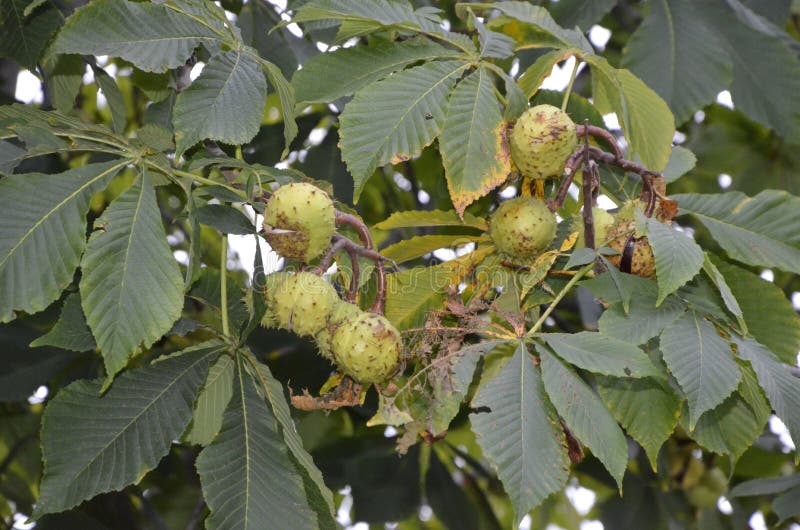 Common chestnut in stock image. Image of fall, season - 113321407
