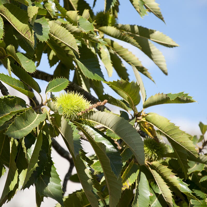 Common Red Chestnut Tree European Continental Foliage Stock Image ...