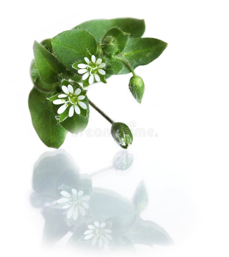 Common Chickweed stock image. Image of chickweed, reflection - 14292273