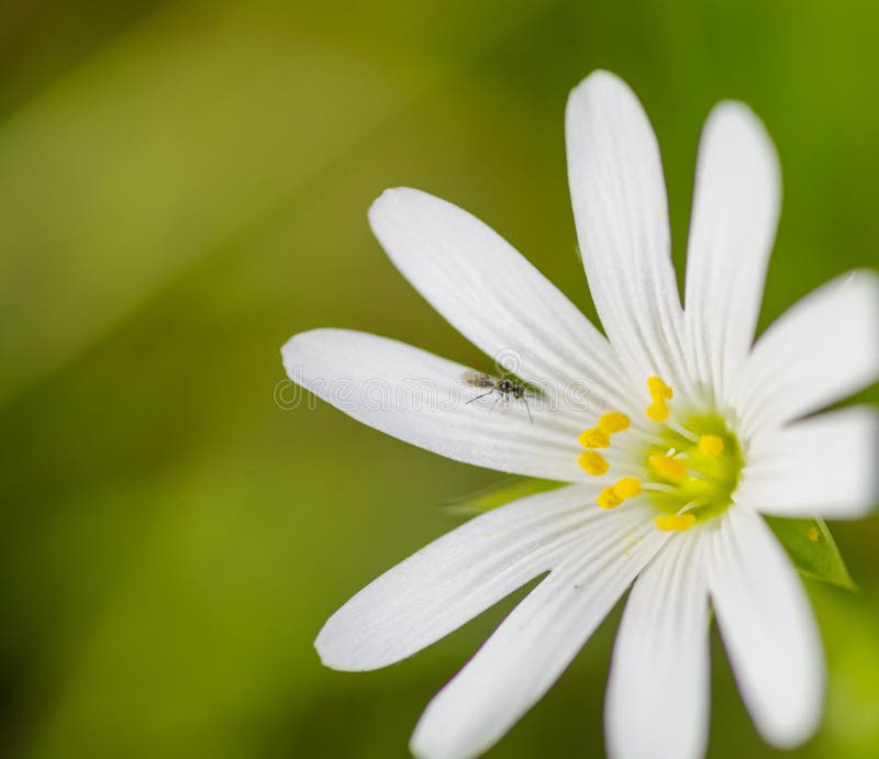 Common chickweed flowers stock photo. Image of beauty - 295740470