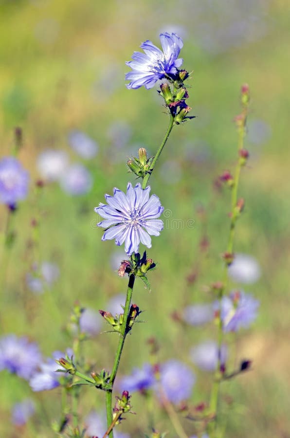 Common chicory stock photo. Image of blossom, canada - 24868072