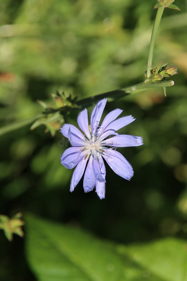 Common Chicory in Blue Color with Rain Drops on it from Morning Stock ...