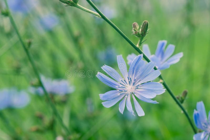 Common Chicory Blue Flowers Macro Stock Photo - Image of color, meadow ...
