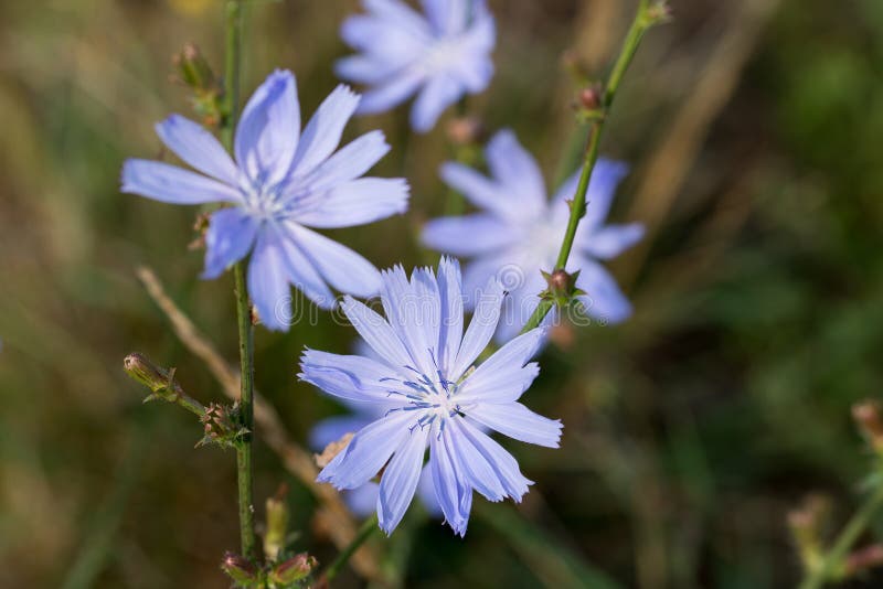 Common Chicory, .Cichorium Intybus Blue Flowers Closeup Selective Focus ...