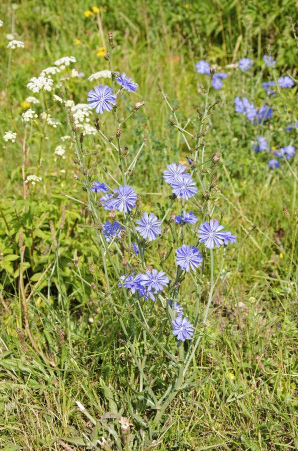 Common Chicory or Cichorium Intybus Woody Perennial Herbaceous Plant ...