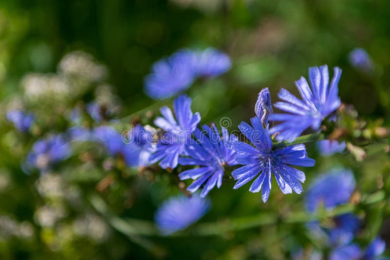 Common chicory stock image. Image of gospel, chicory - 111472233