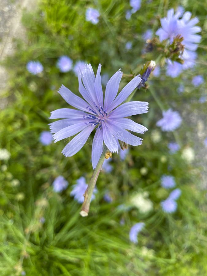 Common Chicory Flower, Cichorium Intybus with Blurred Background Stock ...