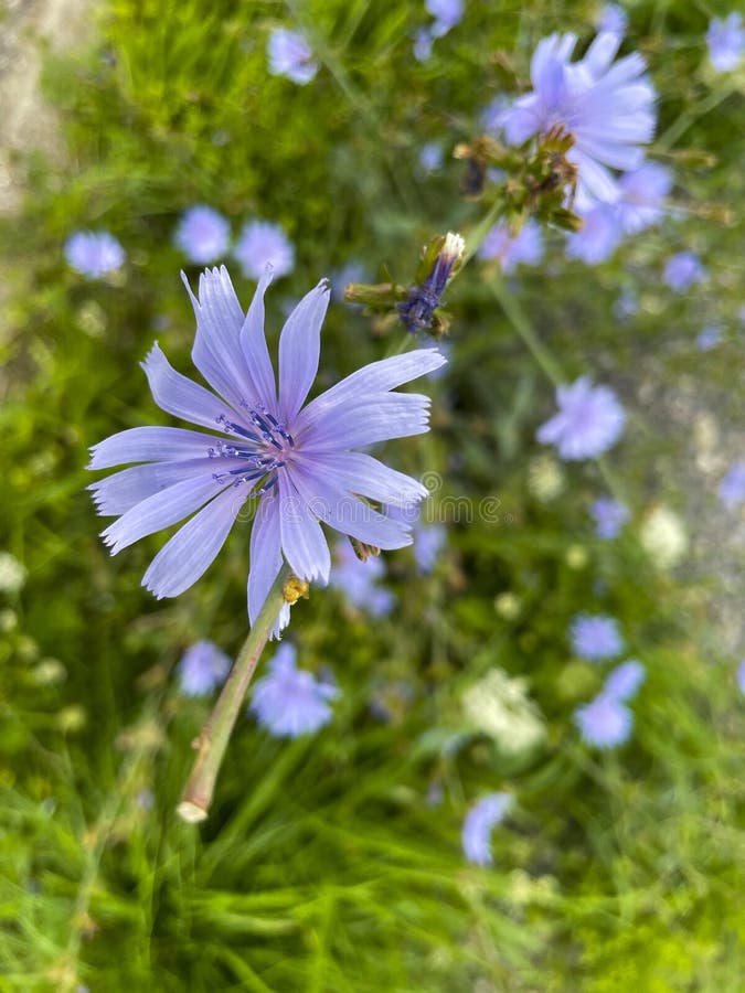 Common Chicory Flower, Cichorium Intybus with Blurred Background Stock ...