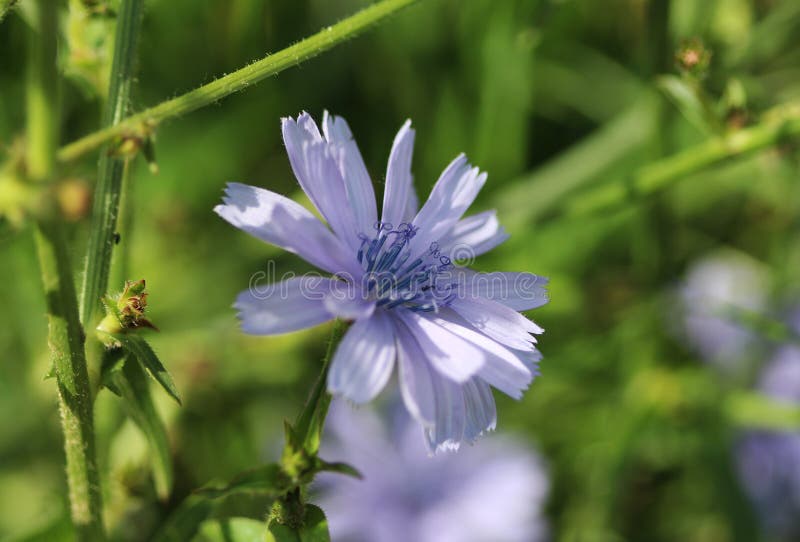 Common chicory stock image. Image of flora, color, burgeon - 97338055