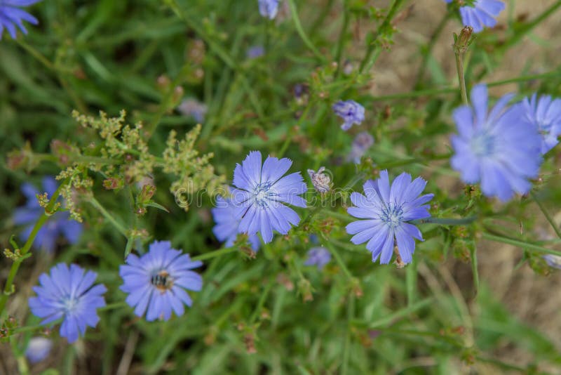 Common chicory plant stock photo. Image of blue, flower - 181411740