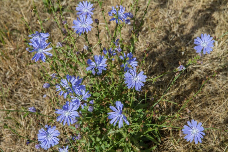 Common chicory plant stock image. Image of plant, green - 181411705