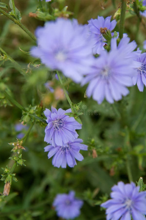 Common chicory plant stock photo. Image of petal, color - 290621678