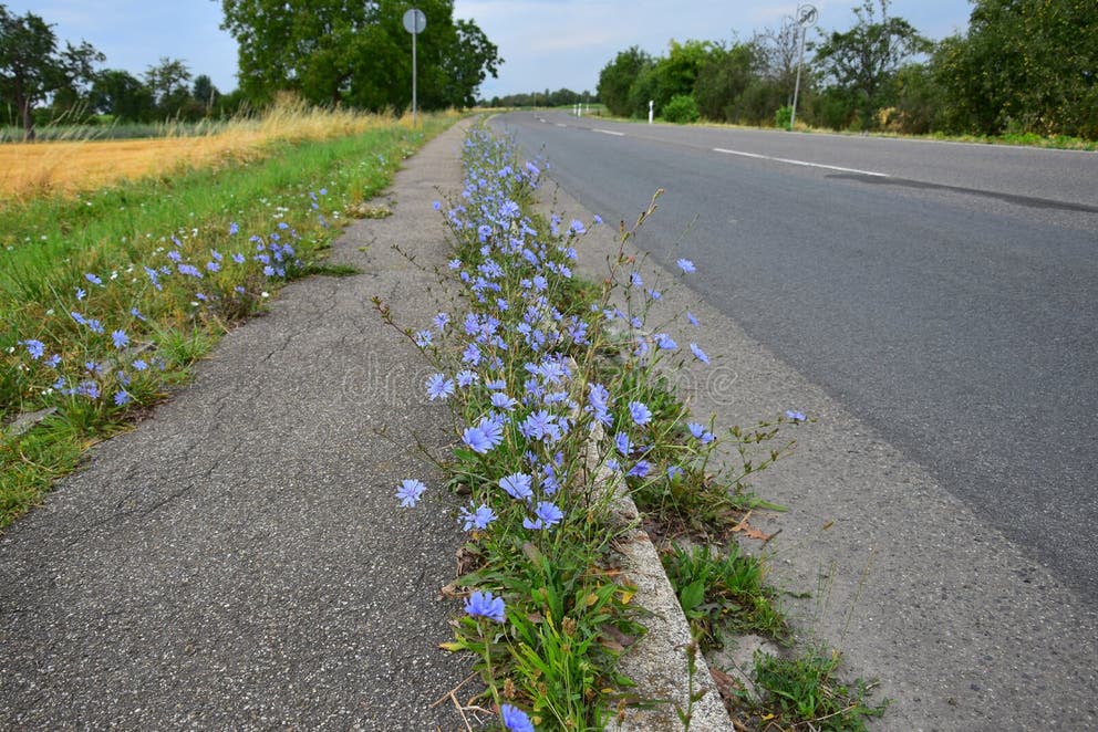 Common Chicory on the Roadside Stock Photo - Image of medical, blueweed ...