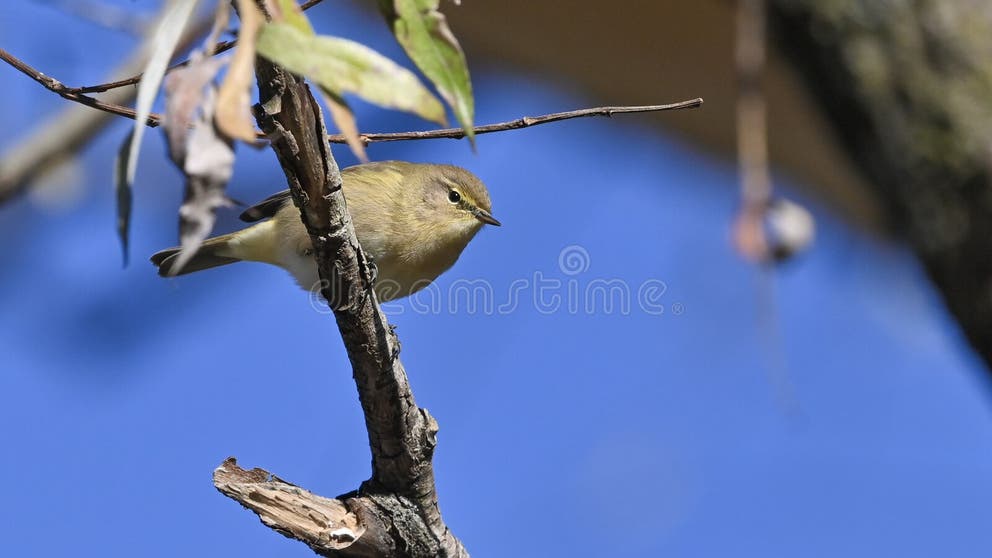 Common Chiffchaff, Bird, Perched on a Tree Branch Stock Image - Image ...