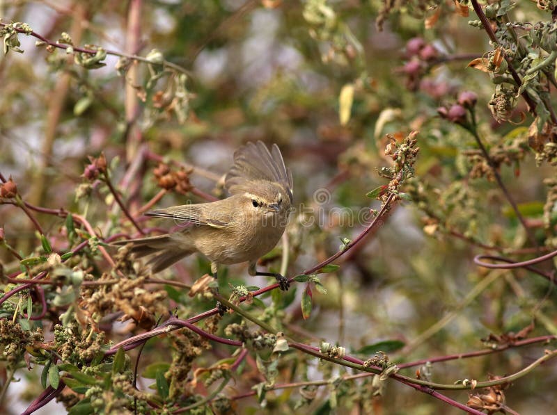 Common chiffchaff stock photo. Image of cute, bird, small - 133064718