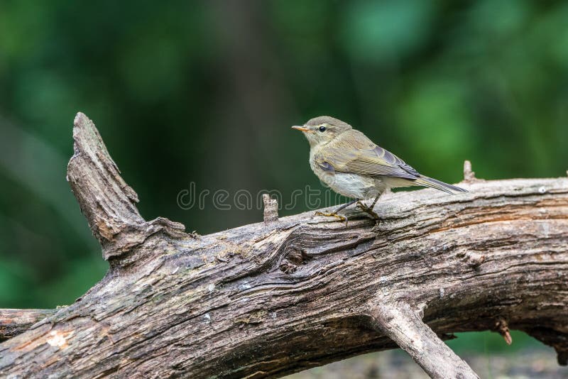 Common Chiffchaff Perched Atop a Leafy Green Tree Branch, Enjoying the ...