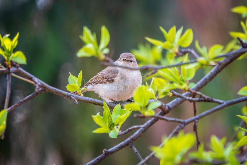 Common Chiffchaff, Lat. Phylloscopus Collybita, Sitting on Branch of ... Common Chiffchaff, Lat. Phylloscopus Collybita, Sitting on Branch of ...