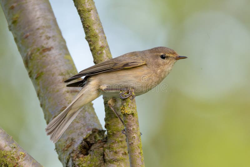 Common Chiffchaff Perched in Tree Stock Image - Image of delicate ...