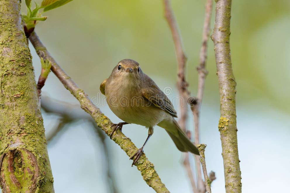 Common Chiffchaff Perched in Tree Stock Image - Image of chirp, foliage ...