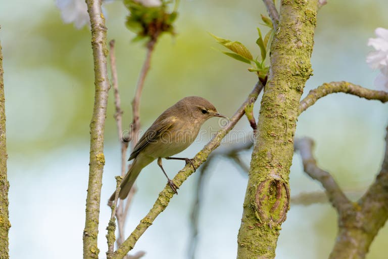 Common Chiffchaff Perched in Tree Stock Image - Image of natural, watch ...