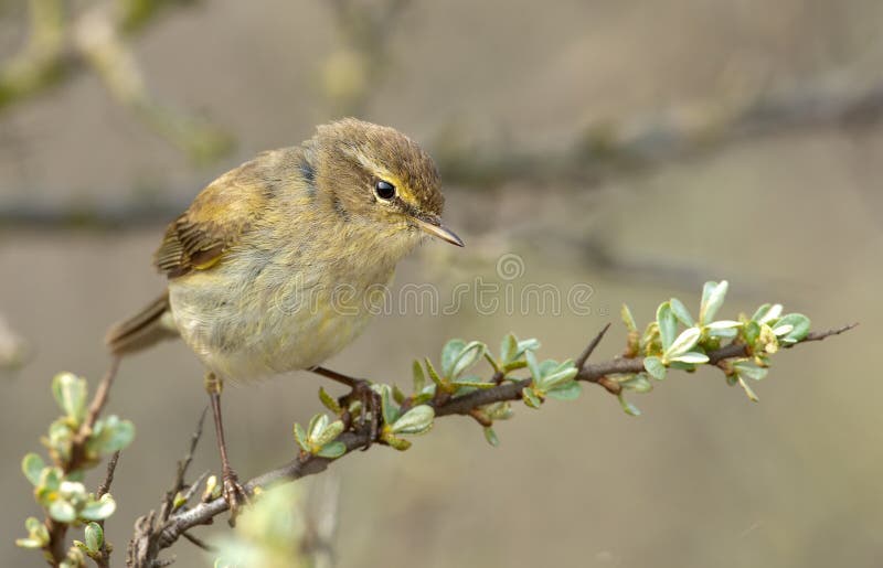 A Common Chiffchaff or Willow Warbler Stock Image - Image of birds ...