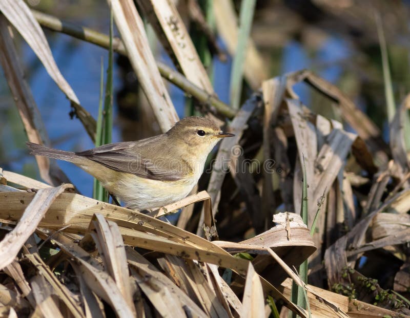 Common Chiffchaff, Phylloscopus Collybita. a Bird Sits in the Reeds by ...