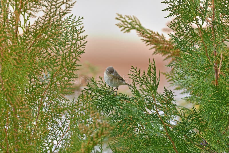 Common Chiffchaff (Phylloscopus Collybita) on a Branch Stock Photo ...