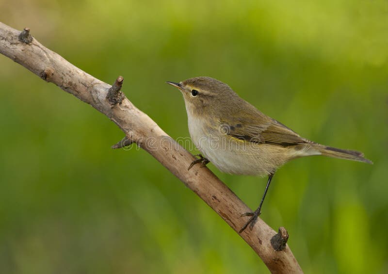 Common Chiffchaff (Phylloscopus Collybita) Stock Image - Image of ...