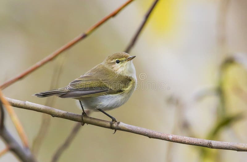 Common Chiffchaff (Phylloscopus Collybita) Stock Photo - Image of parks ... Common Chiffchaff (Phylloscopus Collybita) Stock Photo - Image of parks ...