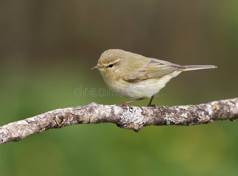 Common Chiffchaff (Phylloscopus Collybita) Perched on a Branch Stock ...
