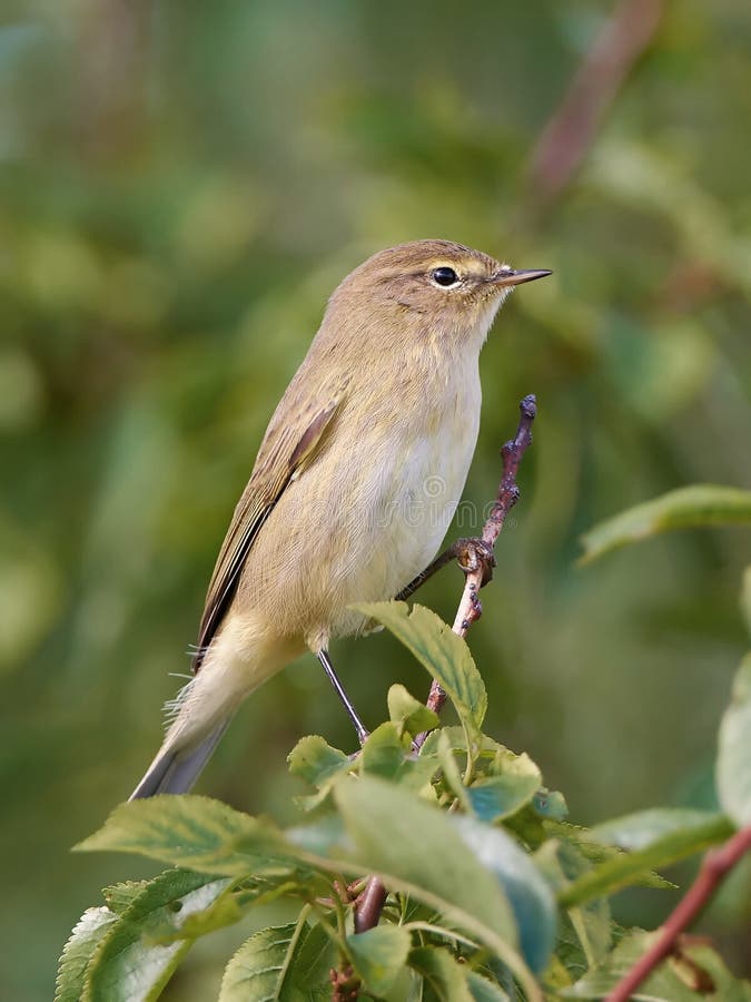 Common Chiffchaff (Phylloscopus Collybita) Stock Photo - Image of ...