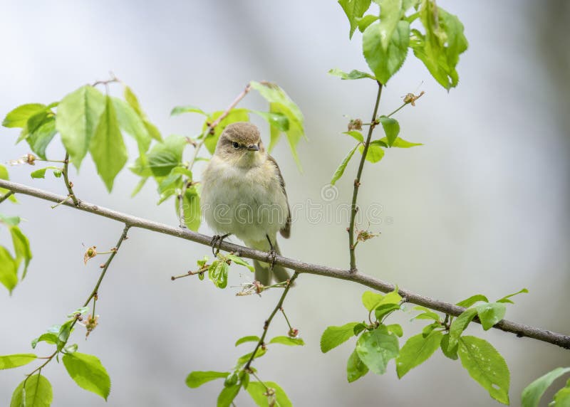 Common Chiffchaff (Phylloscopus Collybita), or Simply the Chiffchaff in ...