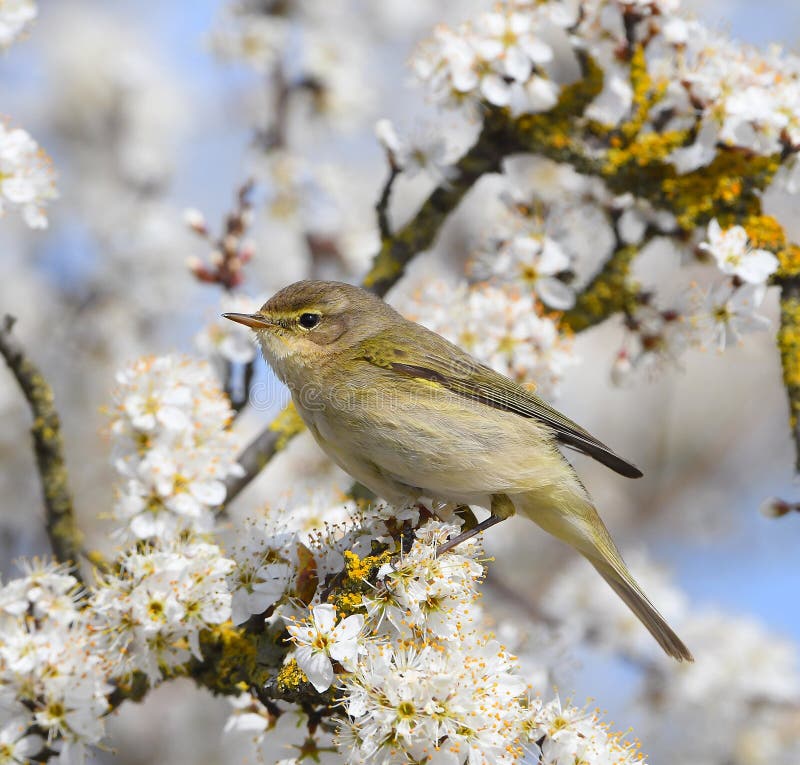 Common Chiffchaff (Phylloscopus Collybita) in Spring. Stock Image ...