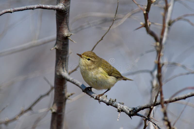 Common Chiffchaff Phylloscopus Collyhita Stock Photo - Image of ...