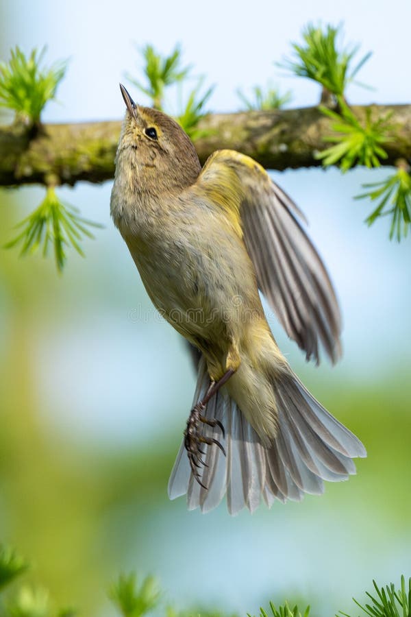 Common Chiffchaff Sitting on Tree Branch Stock Image - Image of feather ...