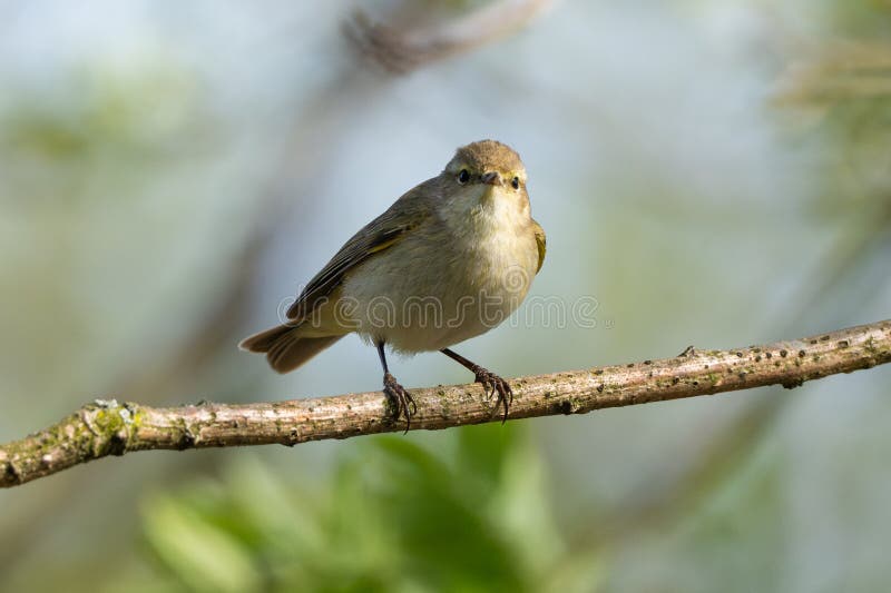 Common Chiffchaff Sitting on Tree Branch Stock Image - Image of twig ...