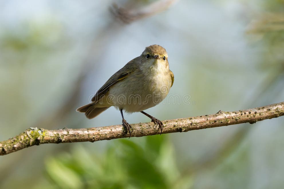 Common Chiffchaff Sitting on Tree Branch Stock Image - Image of twig ...