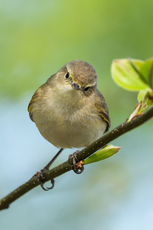 Common Chiffchaff Sitting on Tree Branch Stock Image - Image of chirp ...
