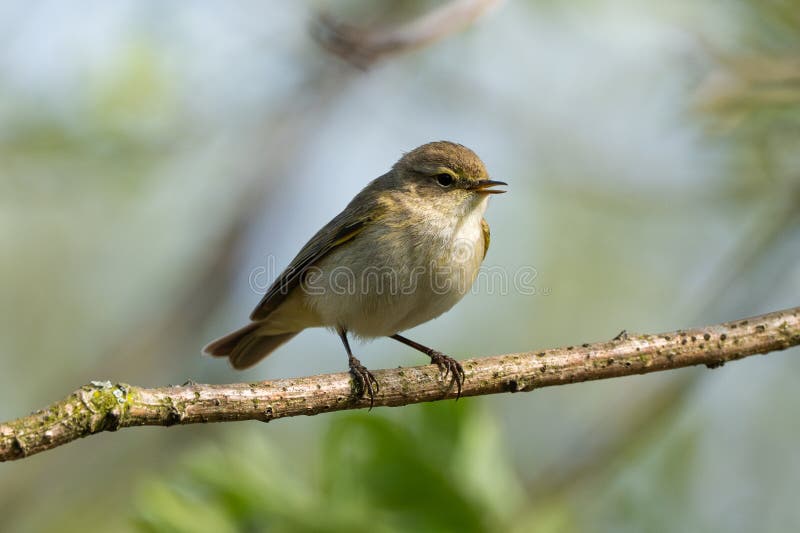 Common Chiffchaff Sitting on Tree Branch Stock Photo - Image of small ...