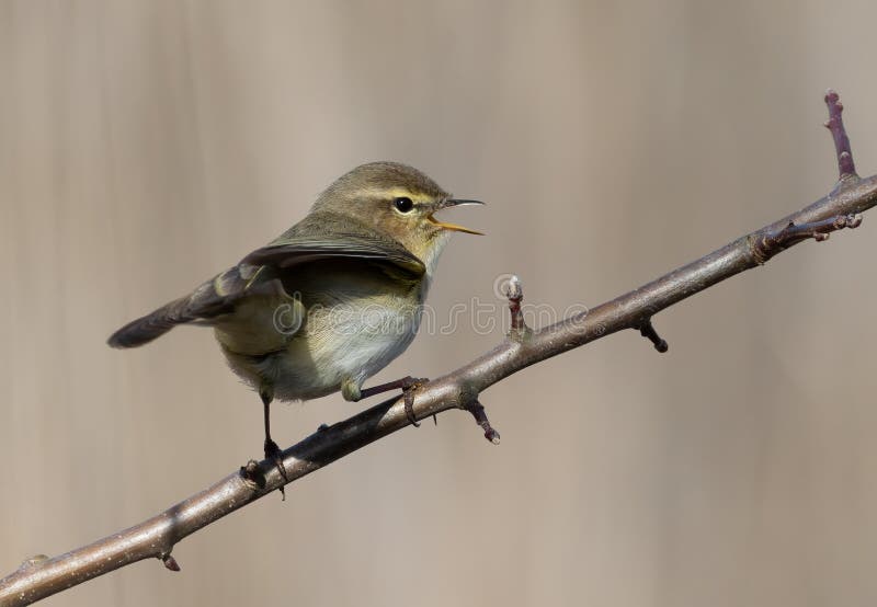 Common Chiffchaff, Spring, a Bird Sits on a Branch and Sings Stock ...
